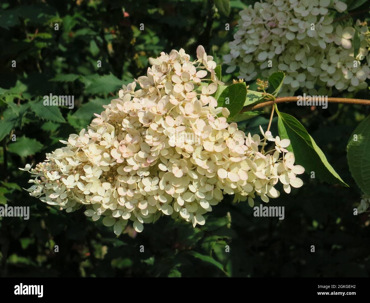Close-up of the conical flowerhead of a white hydrangea paniculata ...