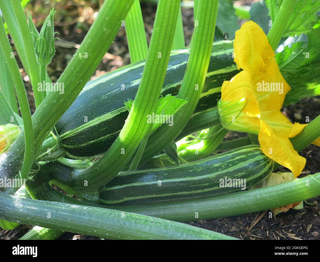 Close-up of a marrow plant with two striped marrows and the bright ...