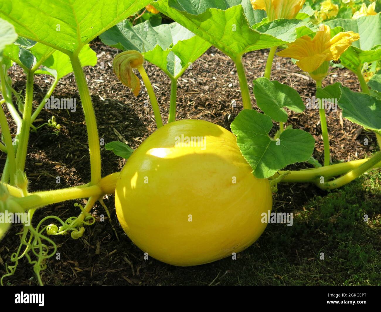A large yellow squash with its trailing leaves, growing on a vegetable ...