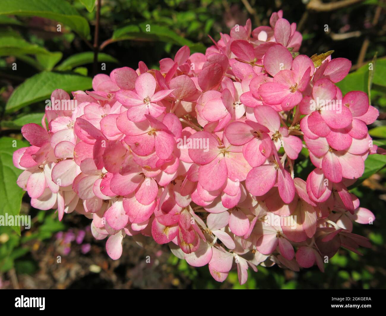 Botanical image: pink hydrangea paniculata, its large conical-shaped ...