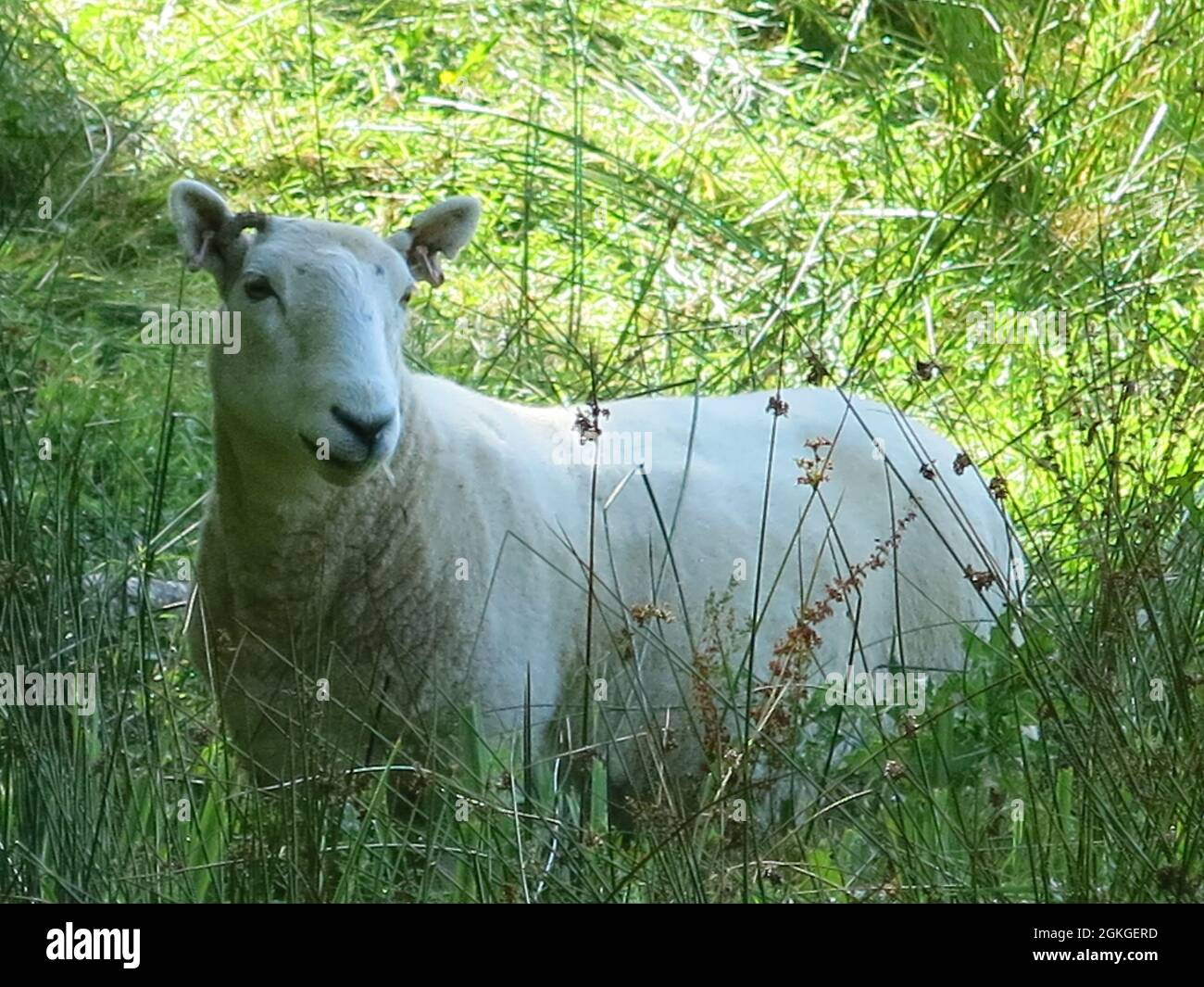 Landscape close-up of a Scottish white sheep, looking at the camera and ...