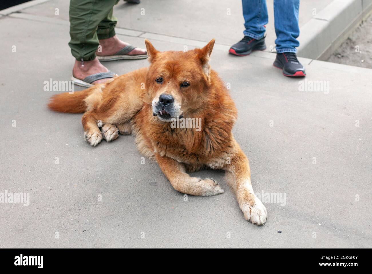 Homeless dog among people. The dog is red. The pet is old. The dog ...