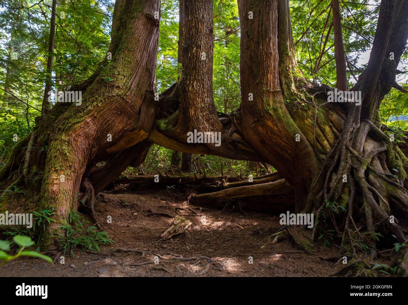 Beautiful unique 'tree bridge' along the trail heading to San Josef Bay ...