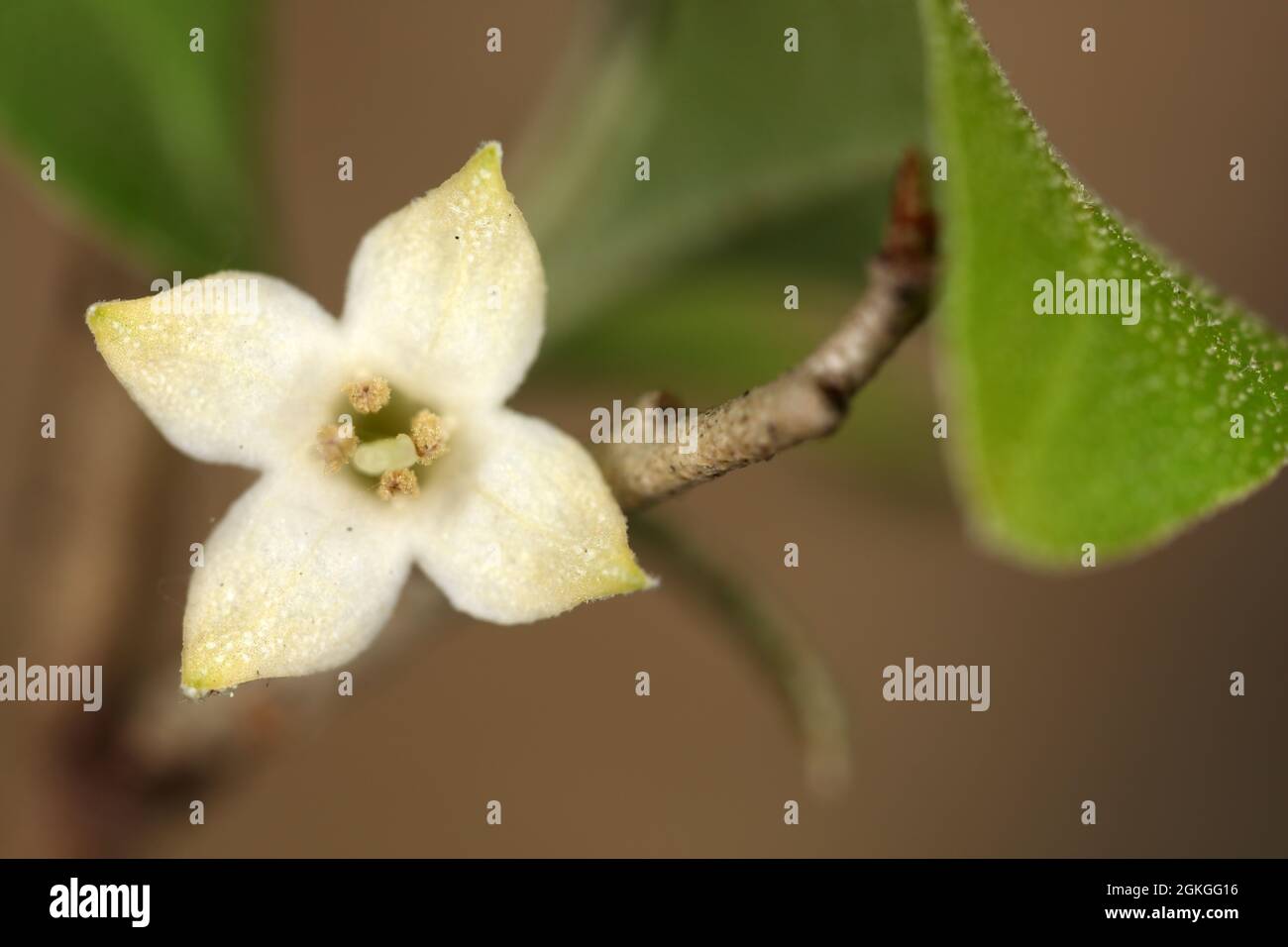 Daphne alpina hi-res stock photography and images - Alamy