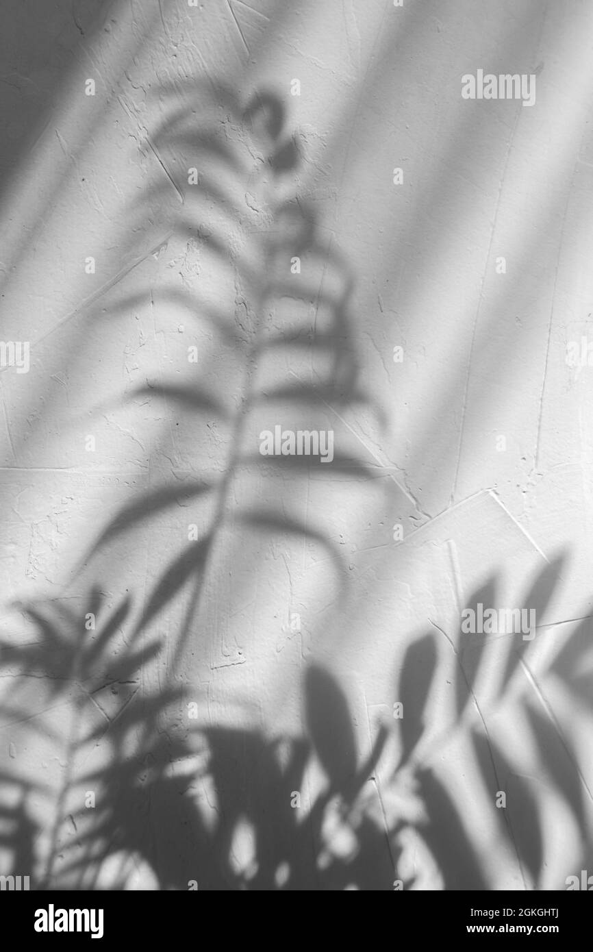 Shadow silhouette fern leaf Black and White Stock Photos & Images - Alamy