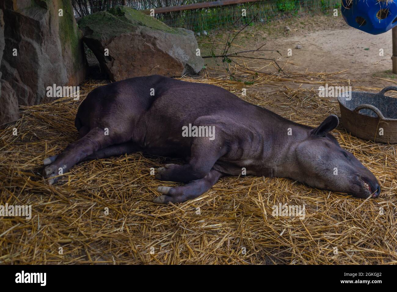 Tapirus indicus sleeping on orange hay in summer hot cloudy day Stock ...