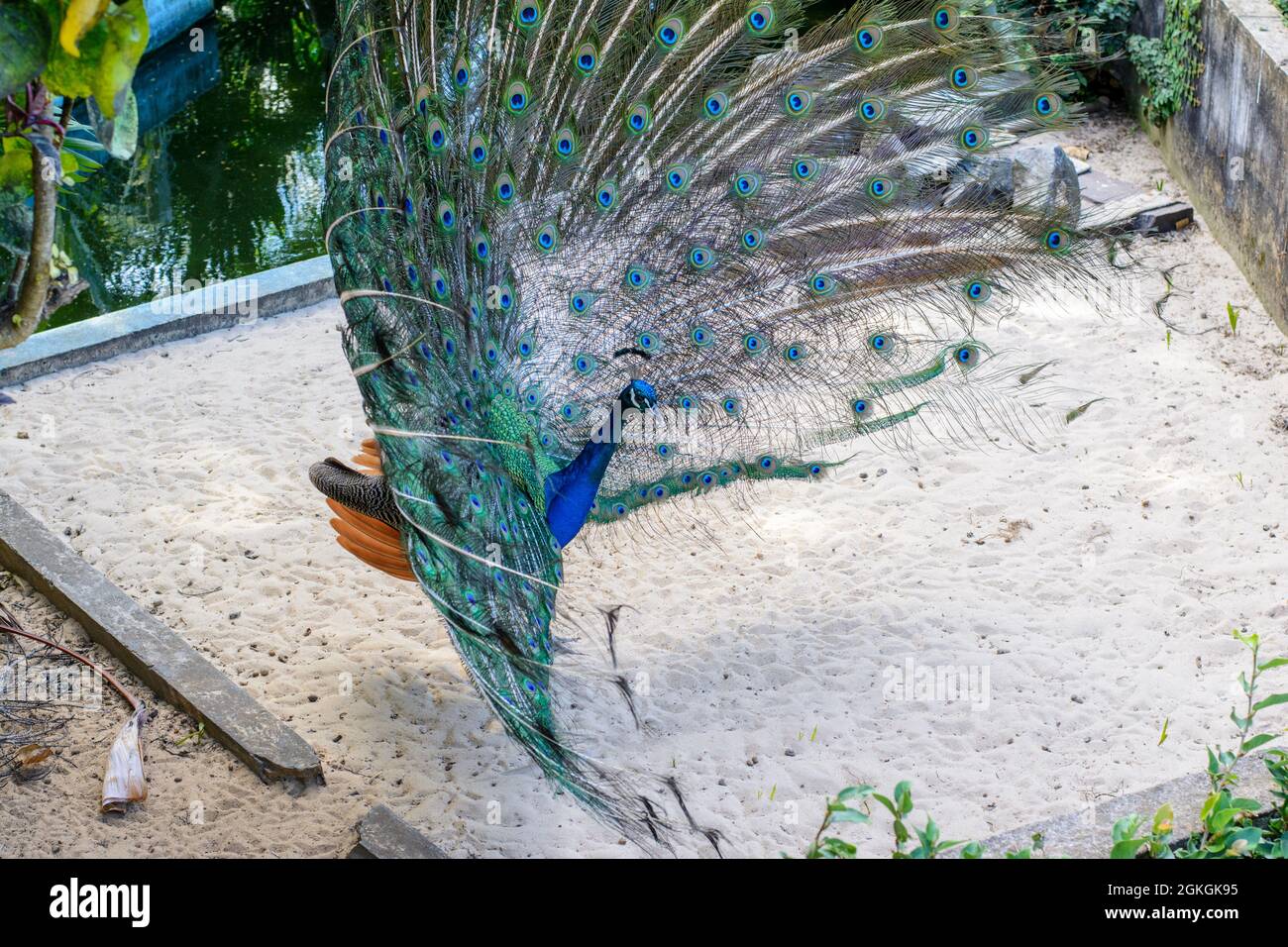 Colorful peacock exhibiting at the zoo in Salvador Bahia, Brazil. The ...