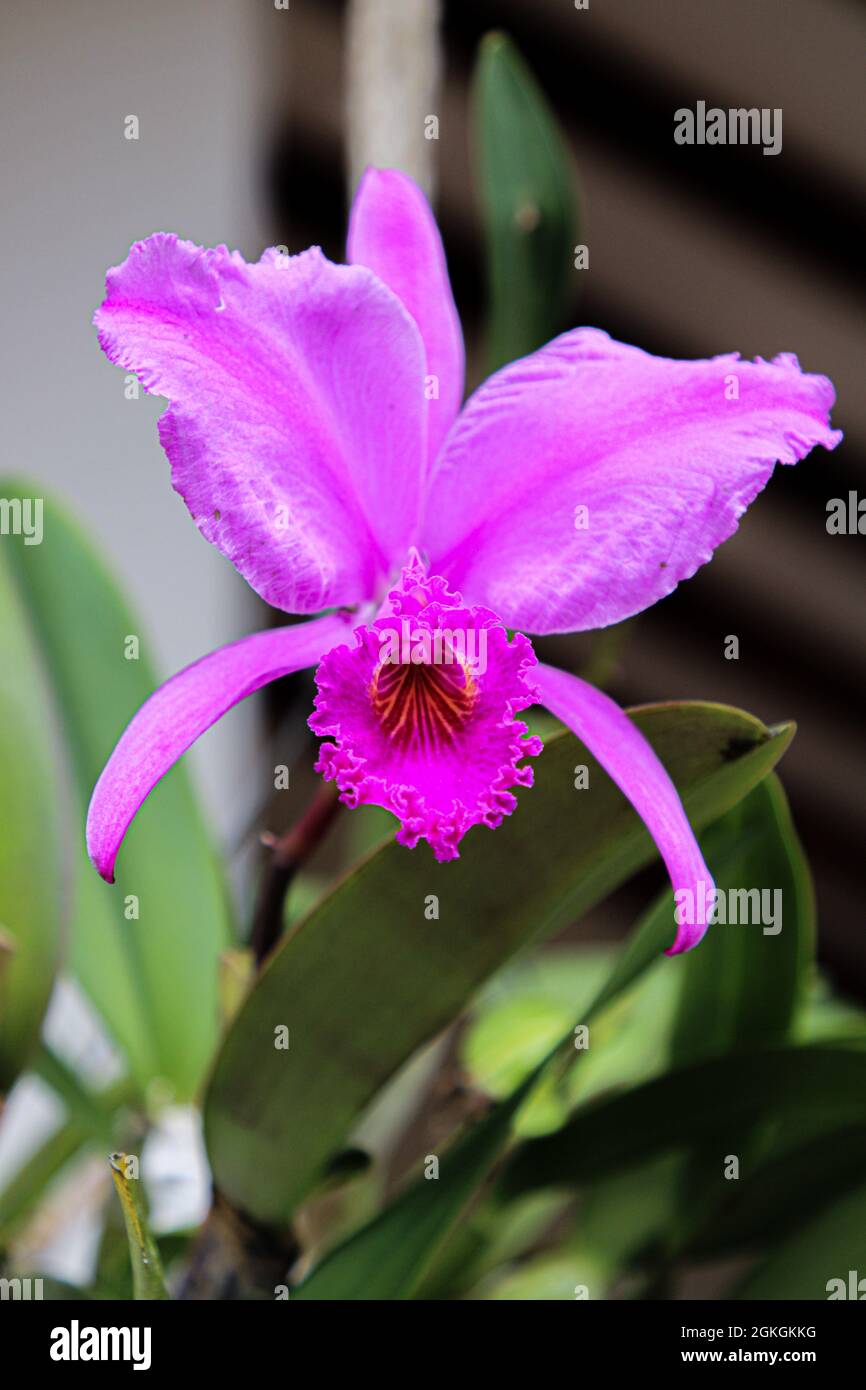 Closeup shot of a pink Cattleya orchids on a blurred background Stock ...