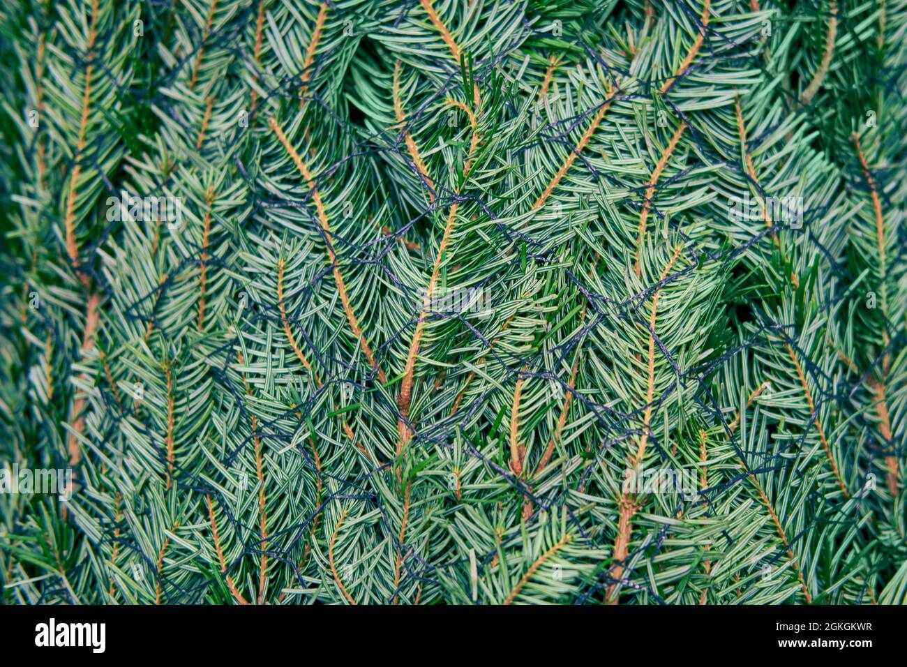 Background of green needles of a Christmas tree in a store grid ...