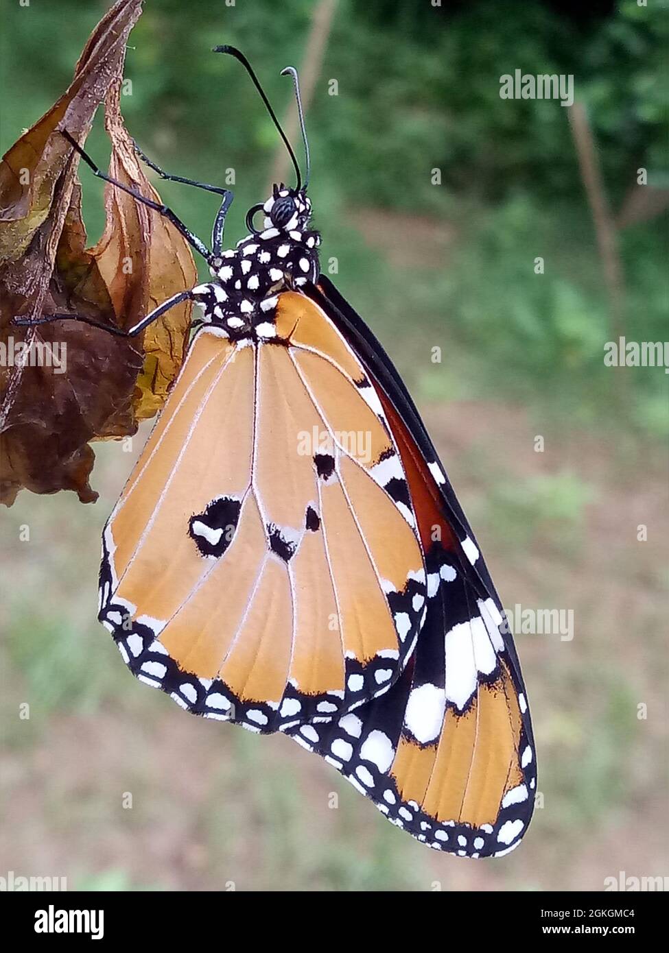 Macro vertical shot of a beautiful butterfly standing on a plant and ...