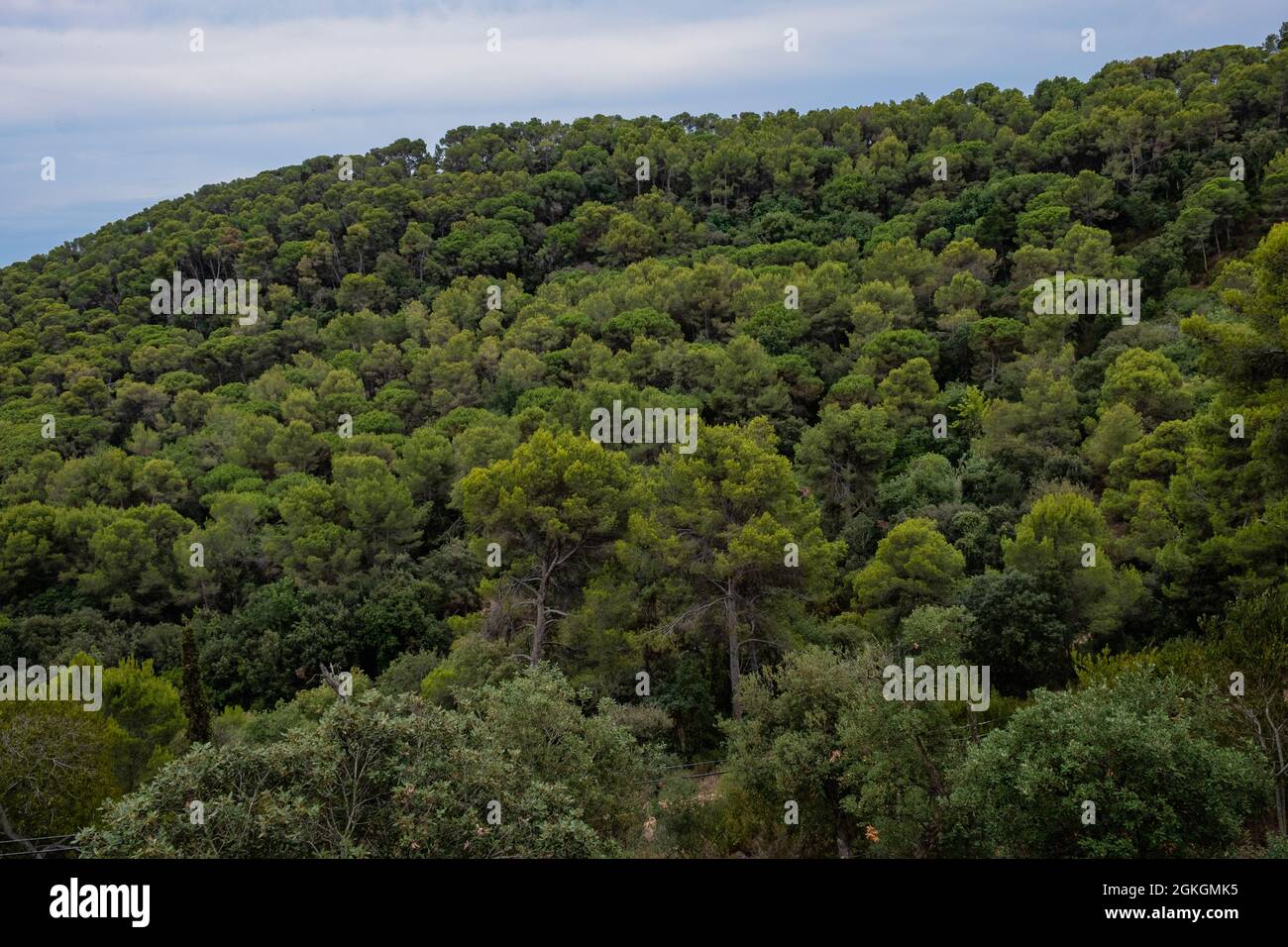 Deforestation of pine forest hi-res stock photography and images - Alamy