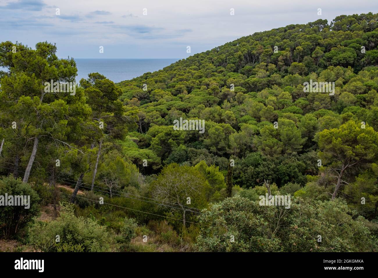 Pine tree forest in Costa Brava, Spain Stock Photo - Alamy