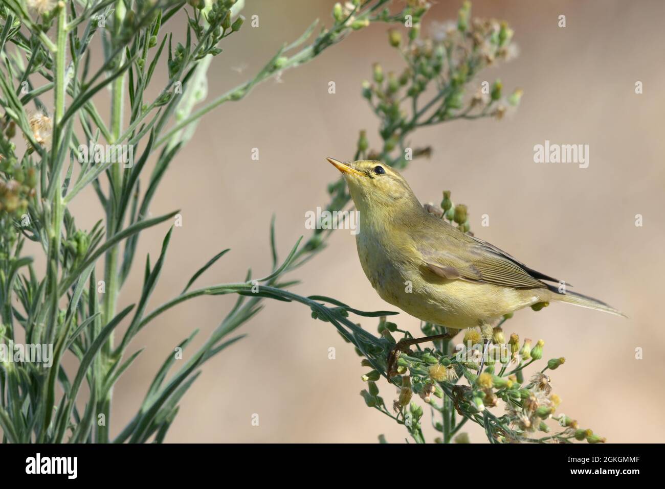 Willow warbler Phylloscopus trochilus adult bird sitting on Horseweed ...