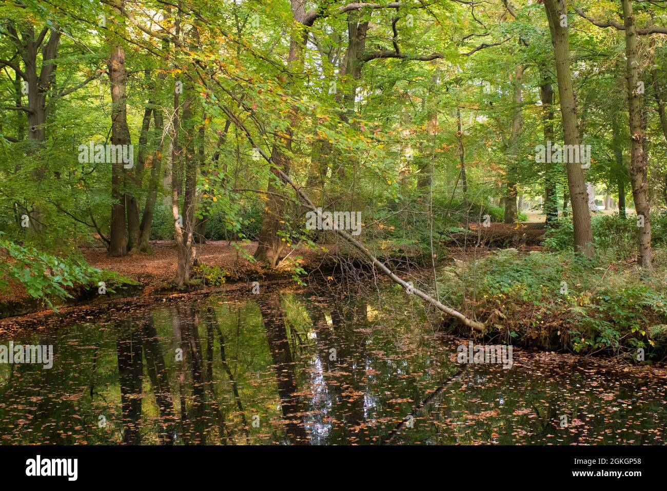 View on Beech Trees (Fagus sylvatica) in a forest at the edge of a ...