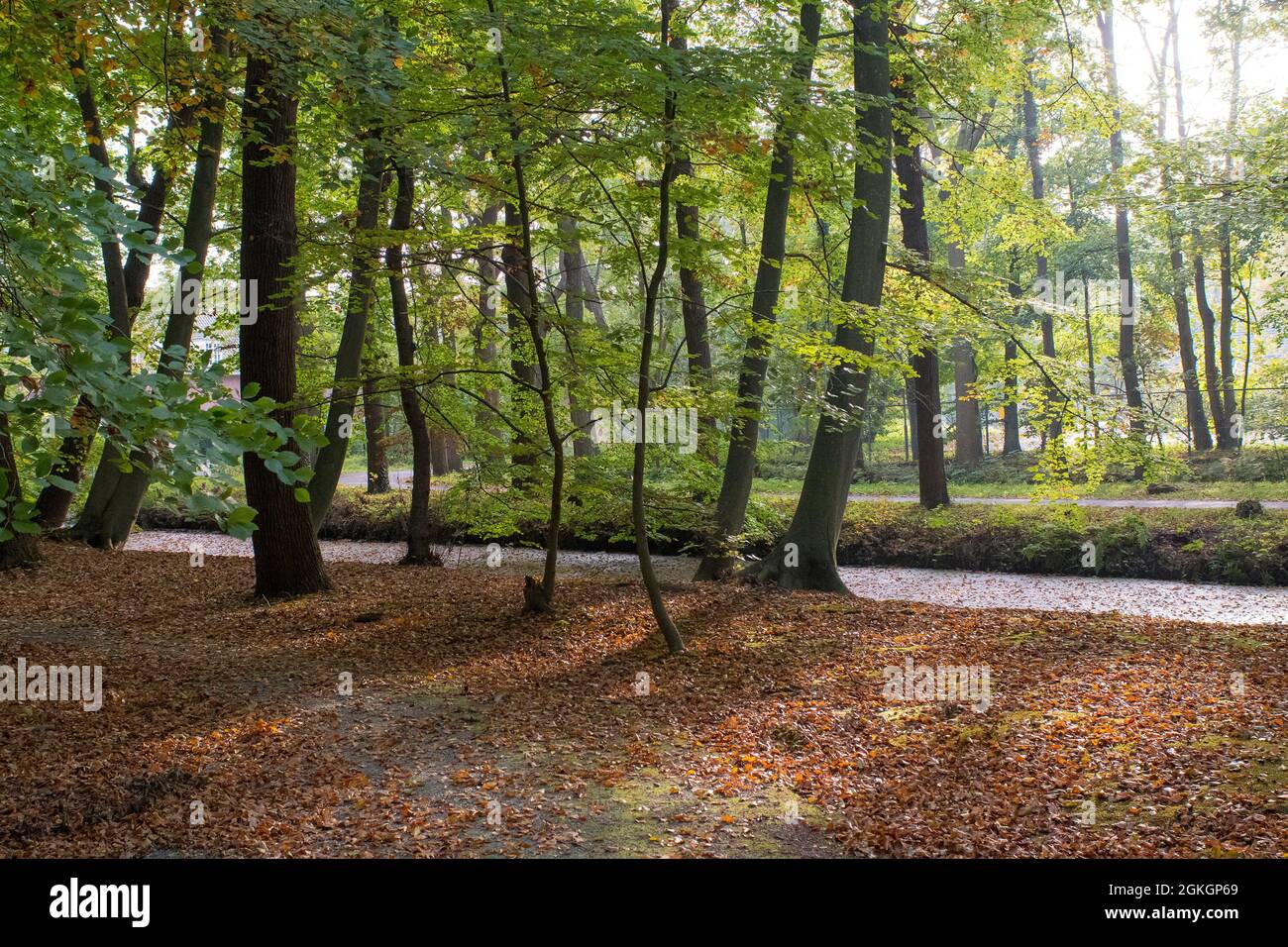 View on Beech Trees (Fagus sylvatica) in a forest at the edge of a ...