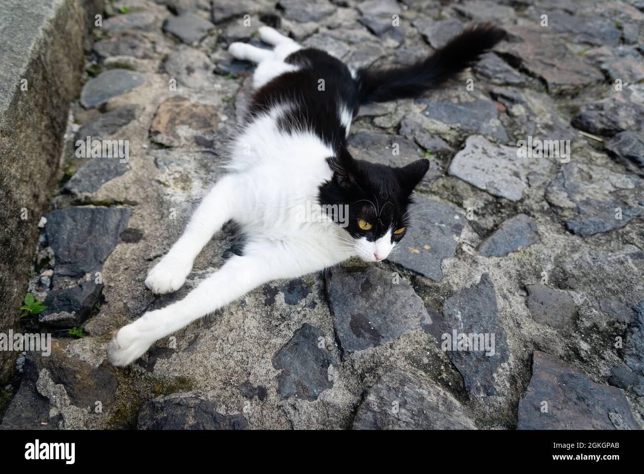 Docile and beautiful black and white cat, posing for the photo on the ...