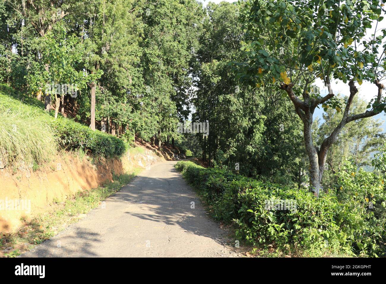 Road through a tea garden hi-res stock photography and images - Alamy