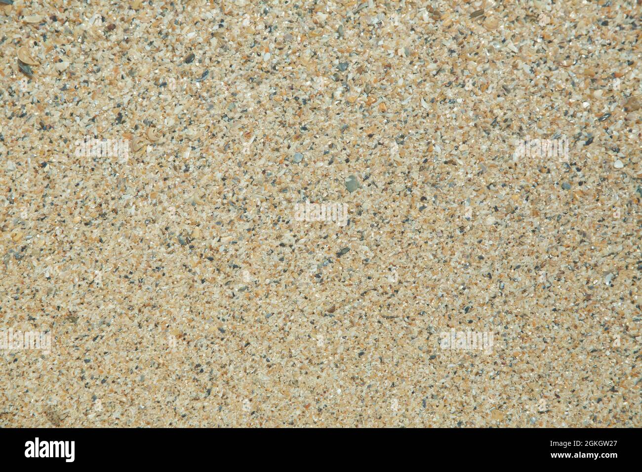 Shells of many types and sizes are found on our shelling beaches. at ...