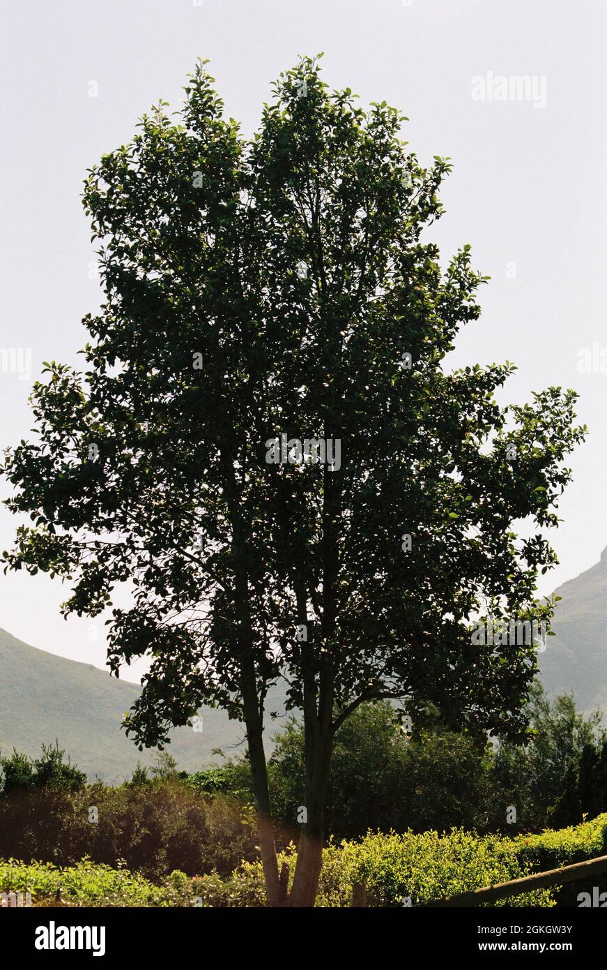 Garden Joy (Big Tree Stock Photo - Alamy