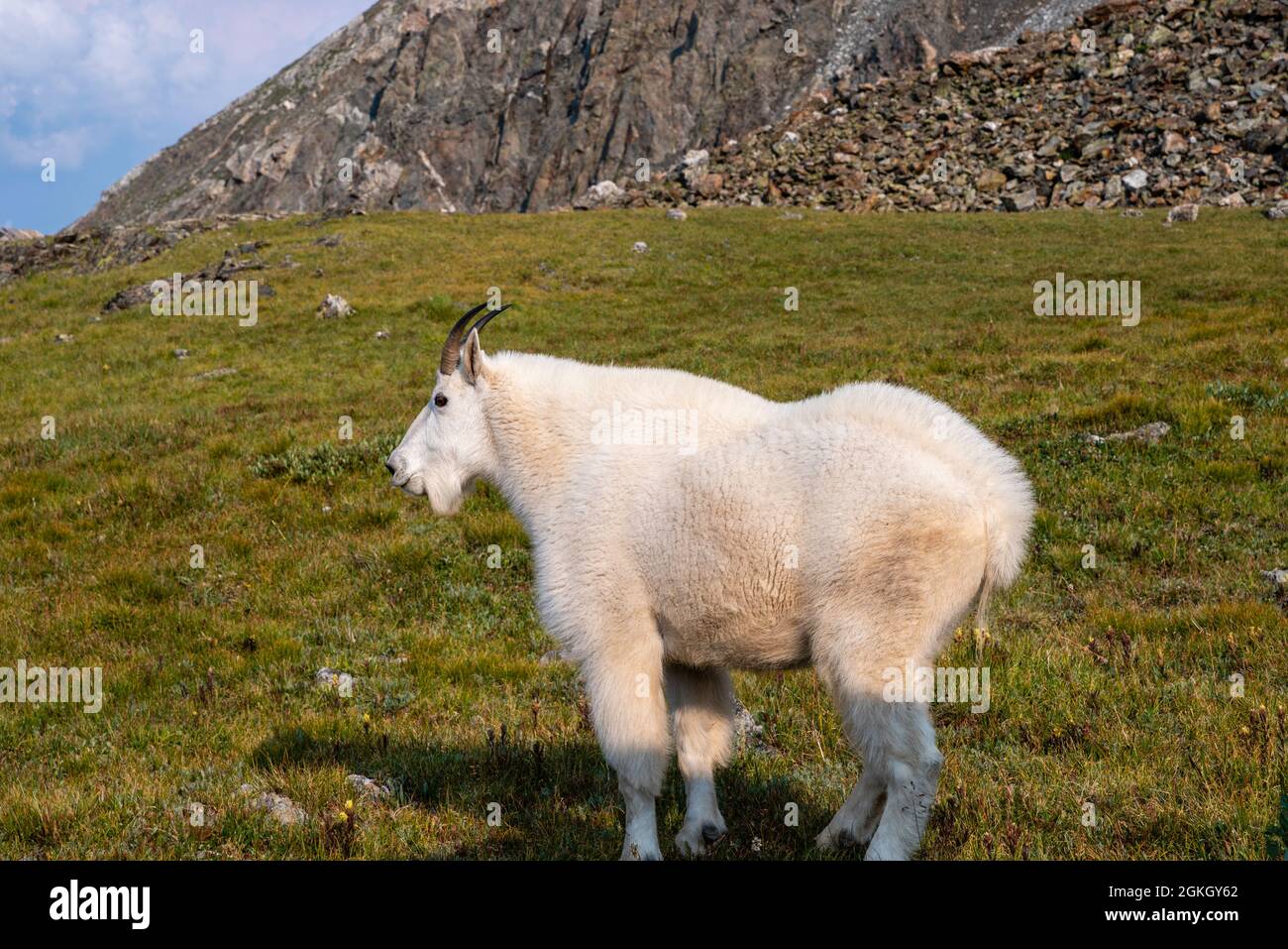 Photograph of a Mountain Goat (Oreamnos americanus) on the side of a ...