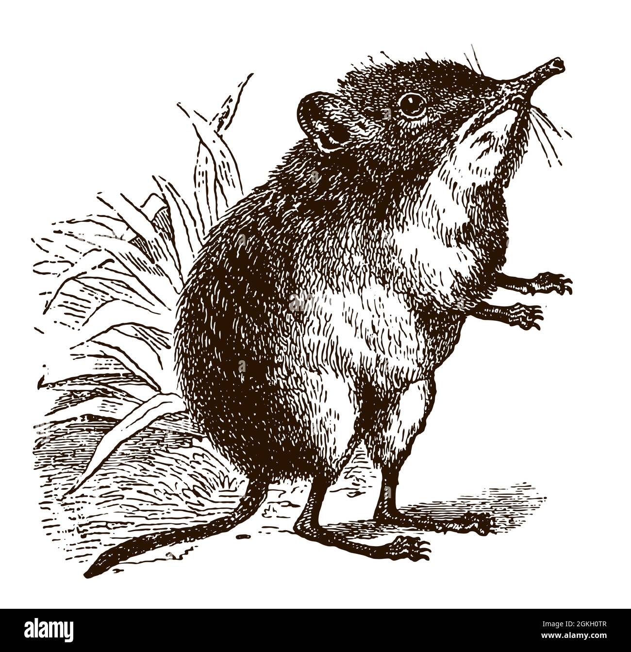 Shrew Line Drawing