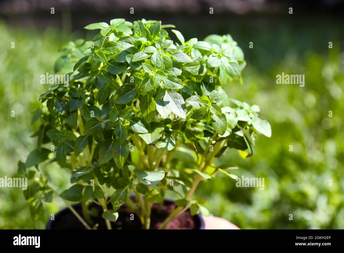 Green oregano plant in pot, outdoors Stock Photo - Alamy