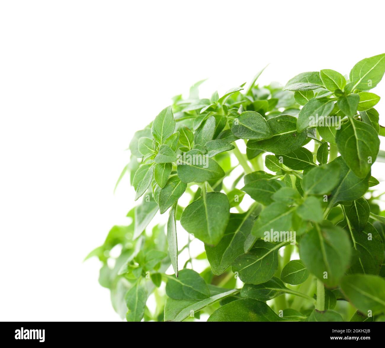 Green oregano plant on white background Stock Photo - Alamy