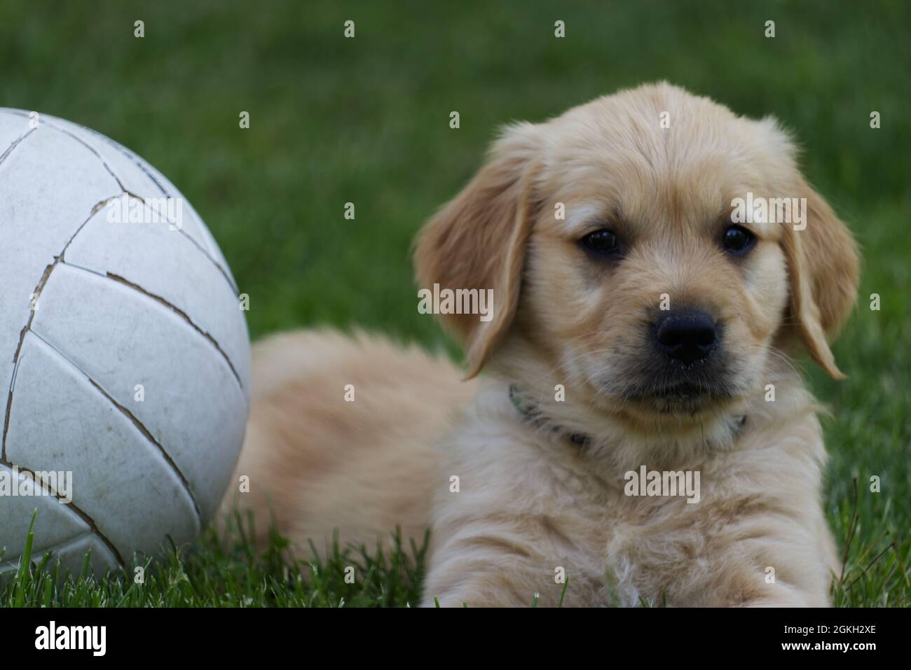 Purebred Golden Retriever Puppy Stock Photo - Alamy