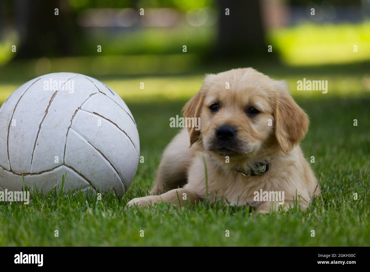 Purebred Golden Retriever Puppy Stock Photo - Alamy