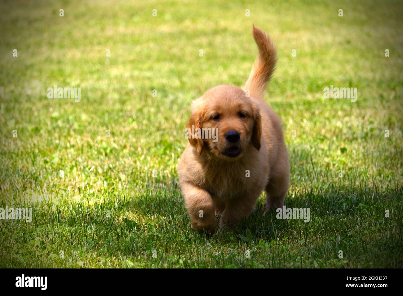 Purebred Golden Retriever Puppy Stock Photo - Alamy