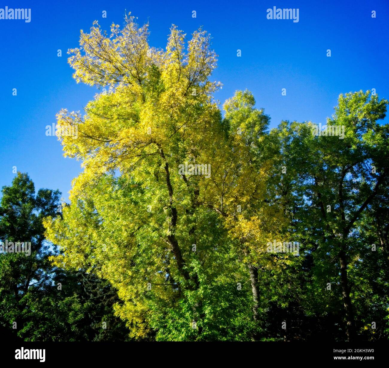 Woodland vegetation hi-res stock photography and images - Alamy