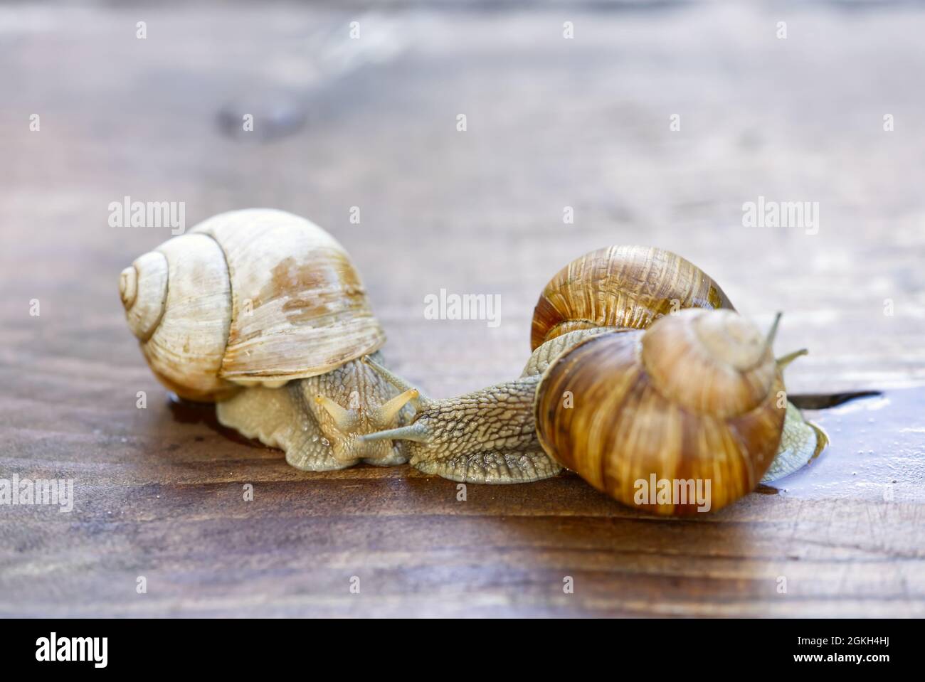 Burgundy snail Helix pomatia or escargot is a species of land snail ...