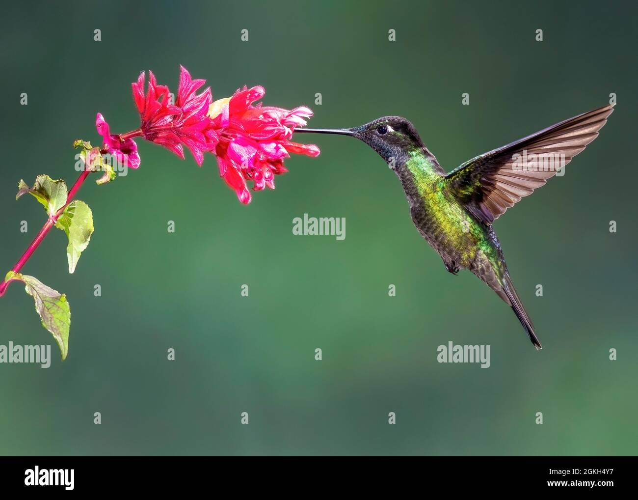 Male Magnificent Hummingbird (Eugenes fulgens) nectoring at a Fuchsia ...