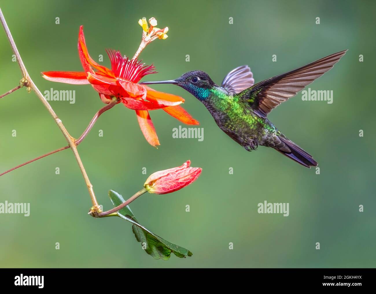 Male Magnificent Hummingbird (Eugenes fulgens) nectoring at a passion ...