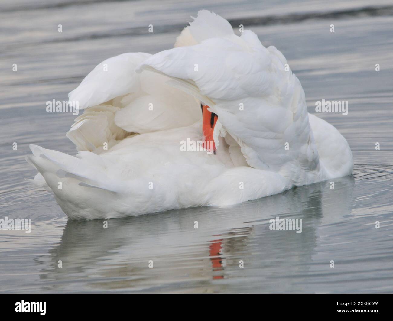 Trimast hi-res stock photography and images - Alamy