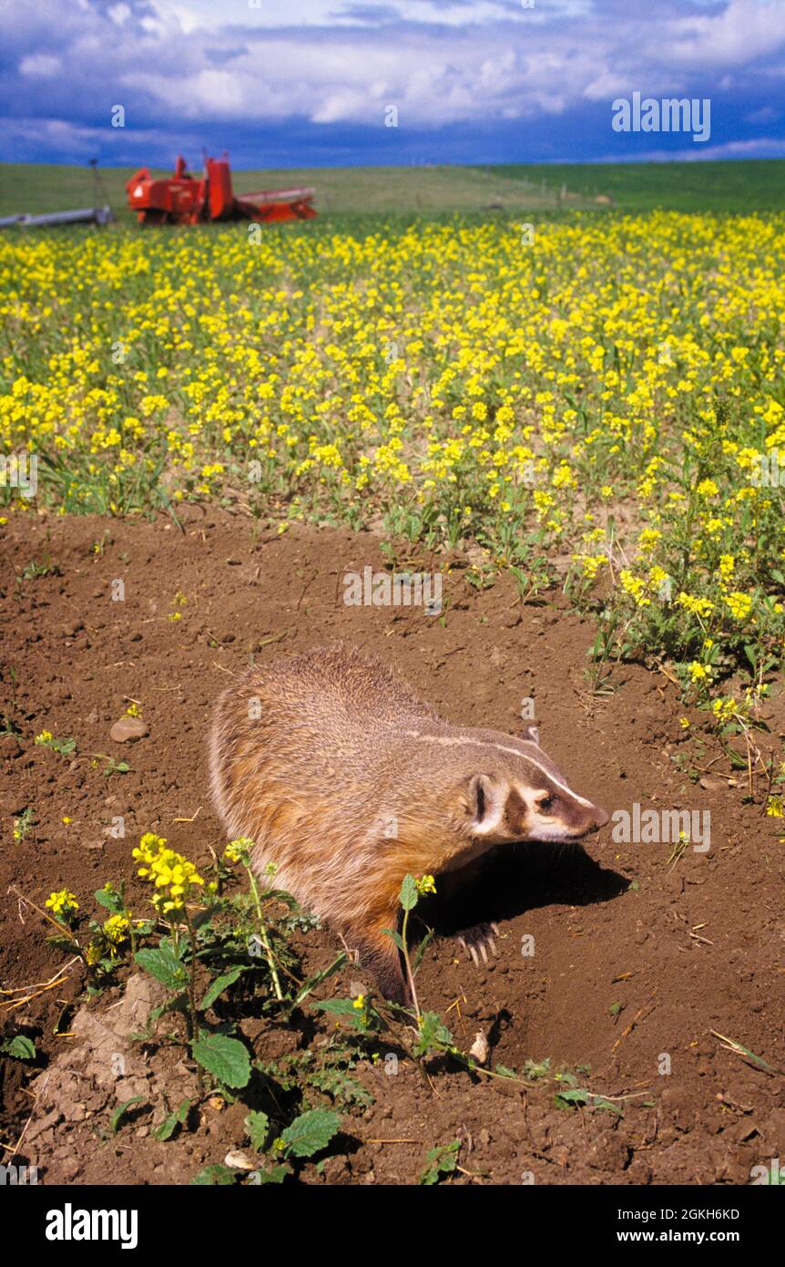 1990s BADGER Taxidea taxus THAT HAS CAUSED BURROWING DAMAGE TO A ...