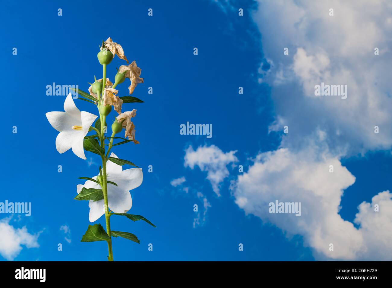 Chinese balloon flower hi-res stock photography and images - Alamy