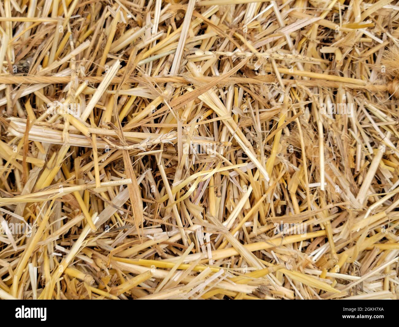 Close up of dried hay in hay bale Stock Photo - Alamy