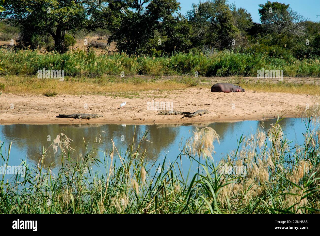 African savanna environment, Kruger National Park , South Africa Stock ...