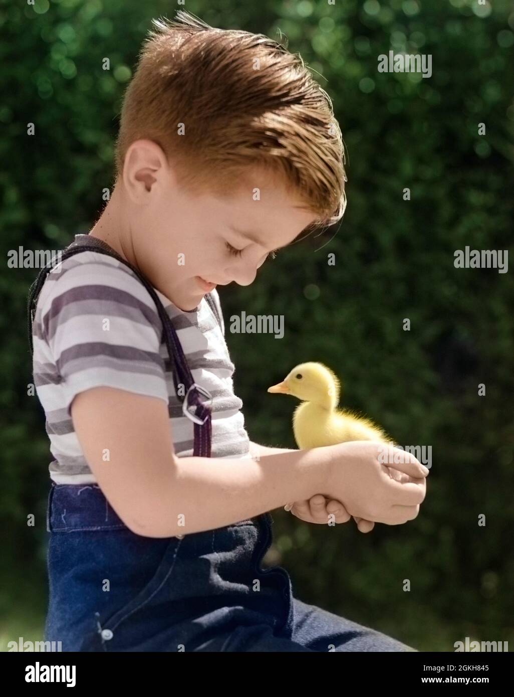 1950s BOY HOLDING BABY DUCK SMILING SUMMER OUTDOOR - d2712c PUN001 HARS ...