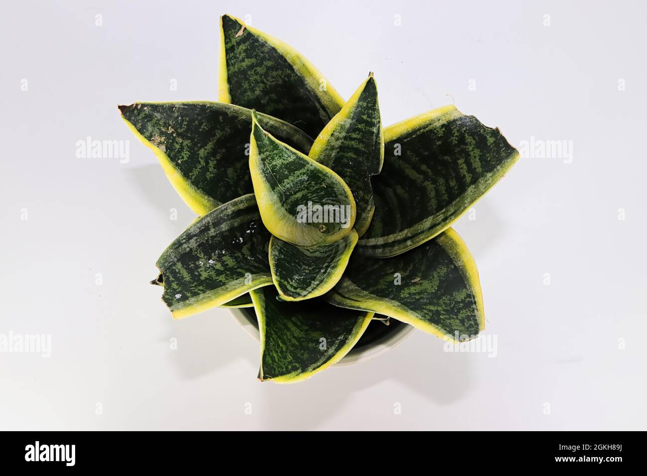Top view of a snake plant against a white background Stock Photo - Alamy
