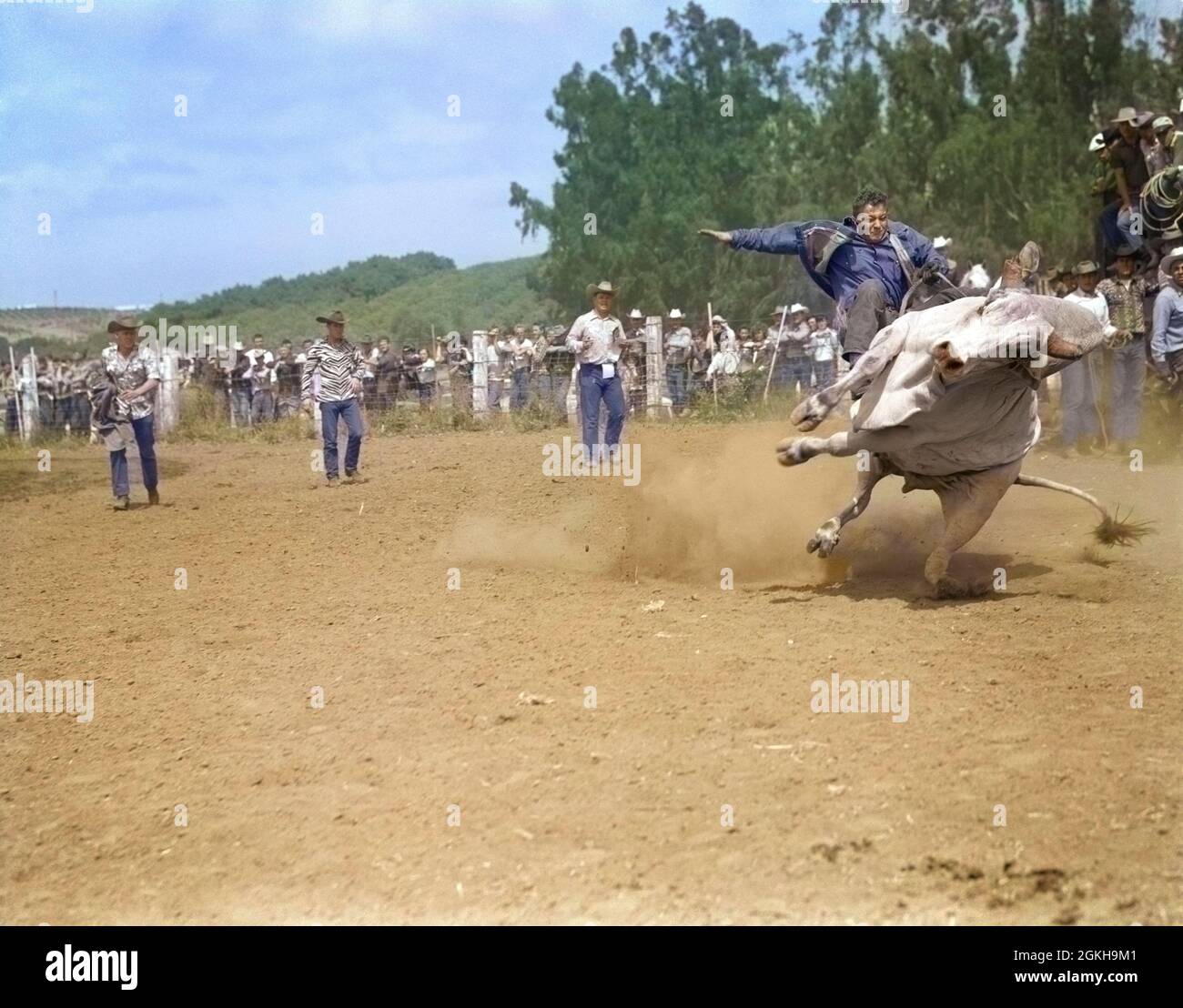 Brahma bull horse hi-res stock photography and images - Alamy