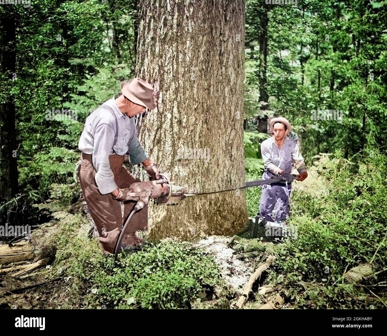 1930s 1940s 1950s TWO MEN LUMBERJACKS WORKING TOGETHER USING COMPRESSED ...