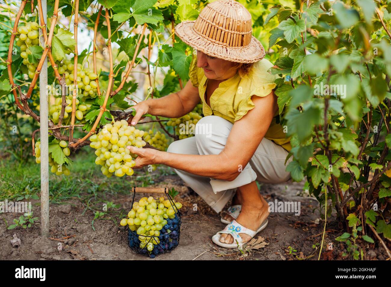 Senior farmer picking crop of grapes on ecological farm. Woman cutting ...