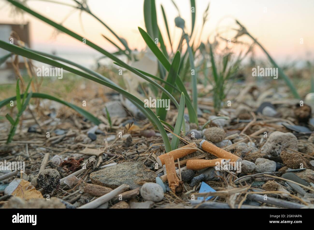 Dirty cigarette butts discarded on sea beach,ecosystem habitat ...