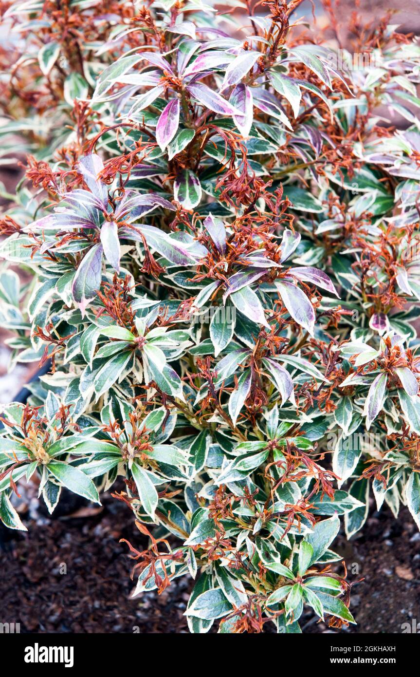 Dwarf pieris hi-res stock photography and images - Alamy