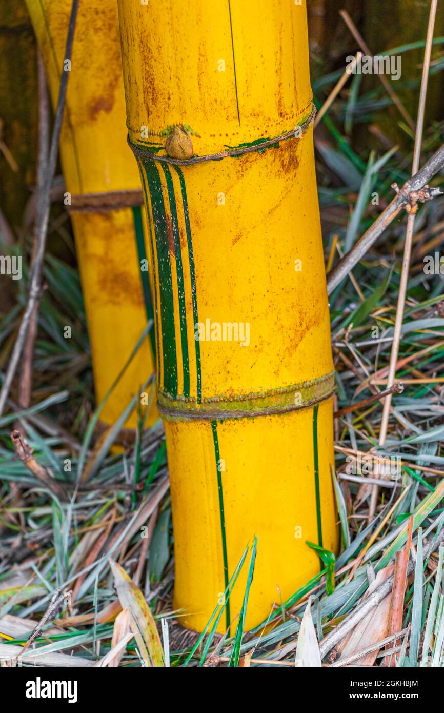 Green yellow bamboo trees in tropical forest of San José Province Costa ...