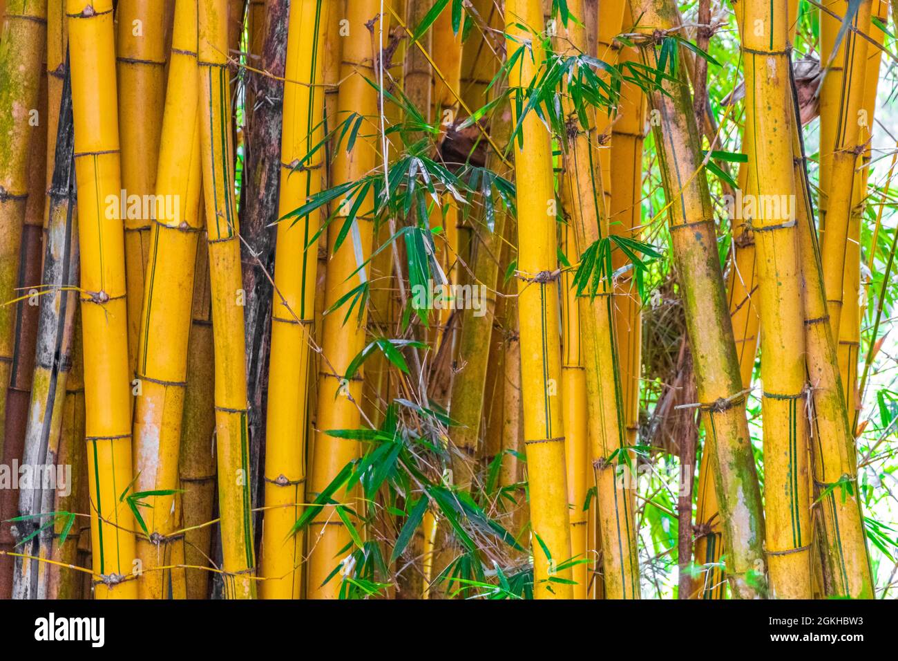 Green yellow bamboo trees in tropical forest of San José Province Costa ...
