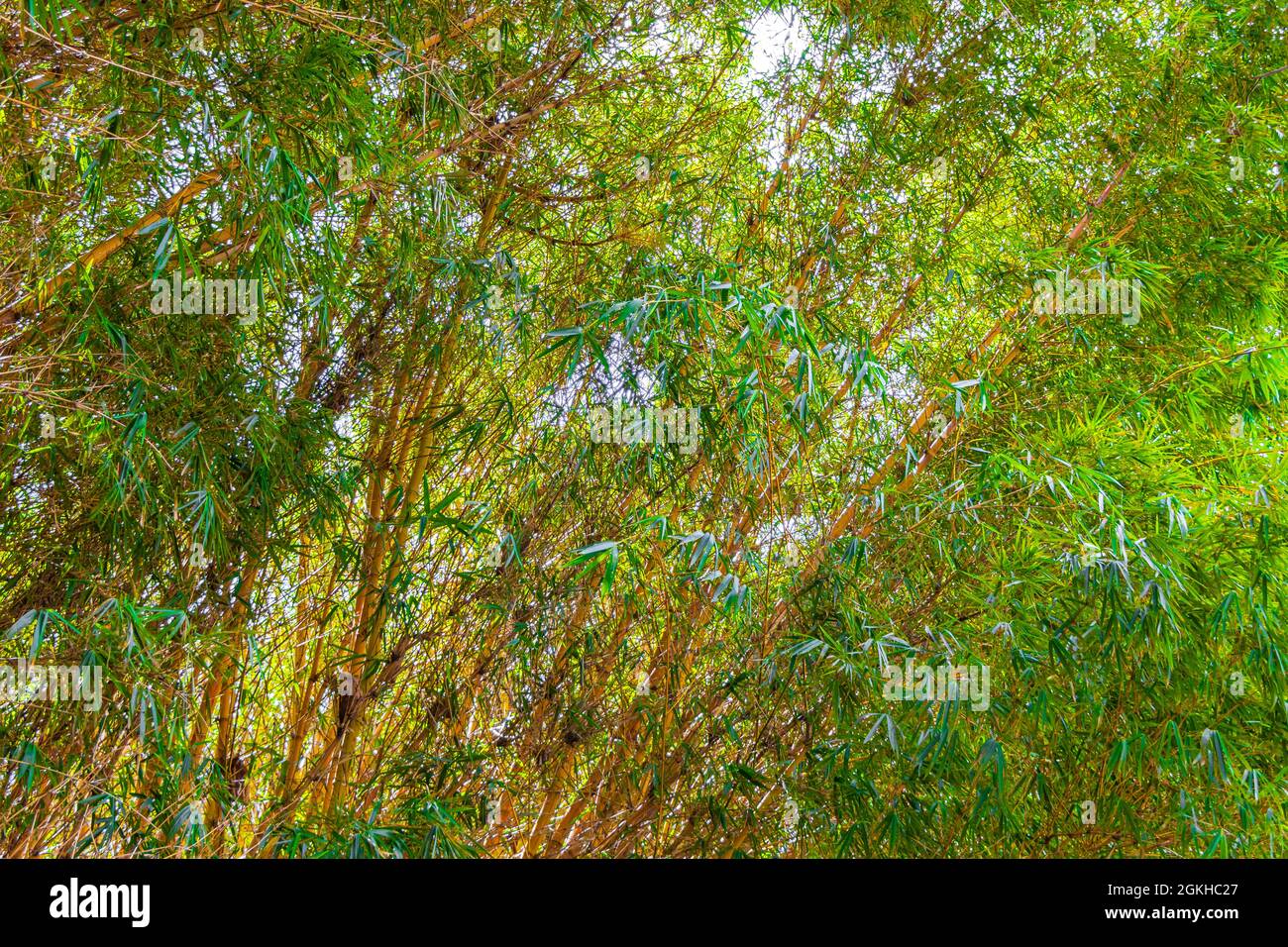 Green yellow bamboo trees in tropical forest of San José Province Costa ...