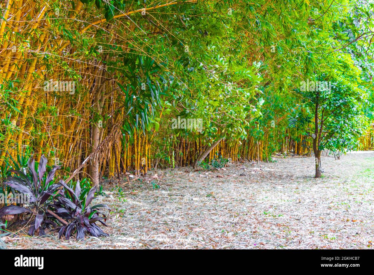 Green yellow bamboo trees in tropical forest of San José Province Costa ...